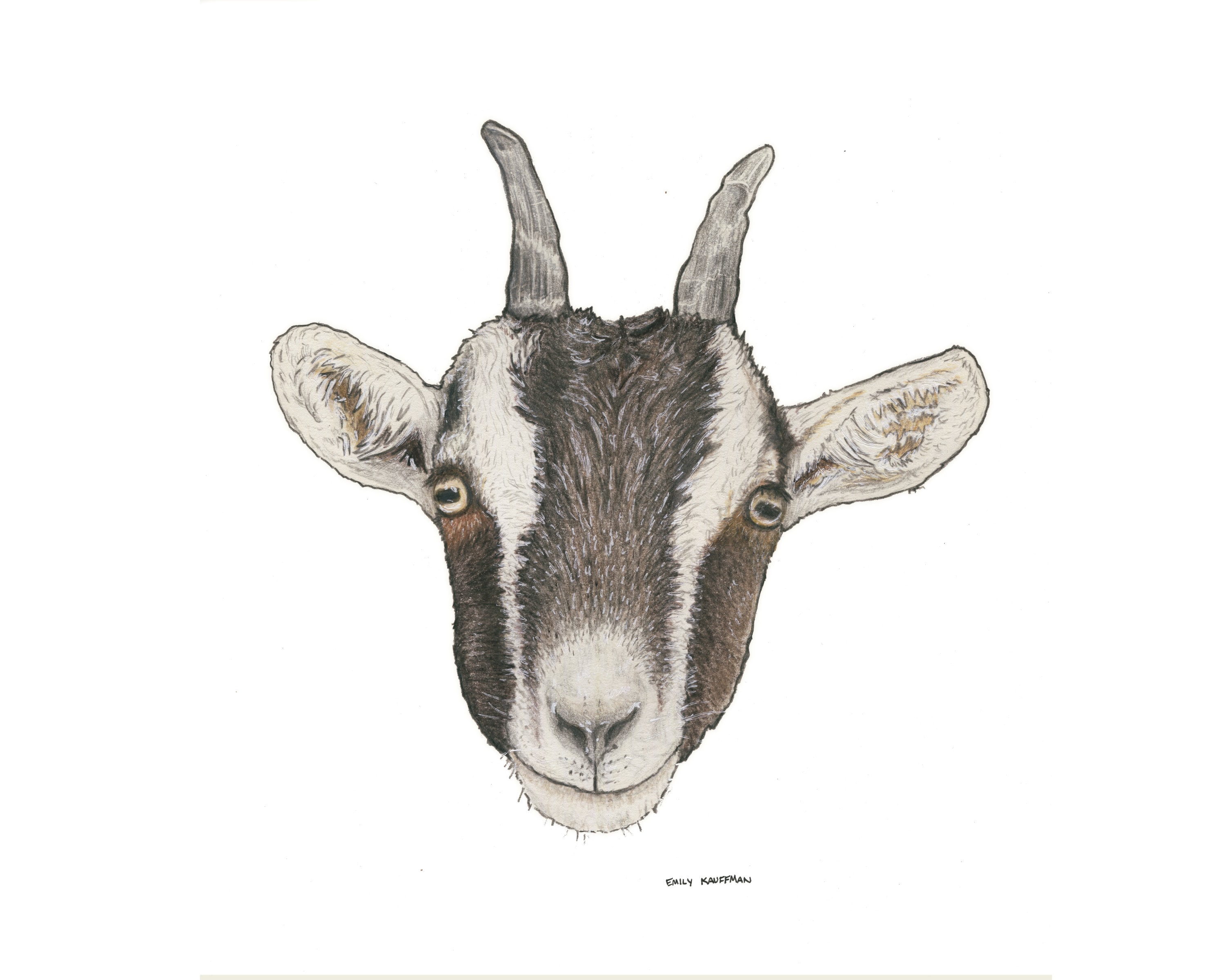 Goat Drawing | ubicaciondepersonas.cdmx.gob.mx Goat Drawing | ubicaciondepersonas.cdmx.gob.mx