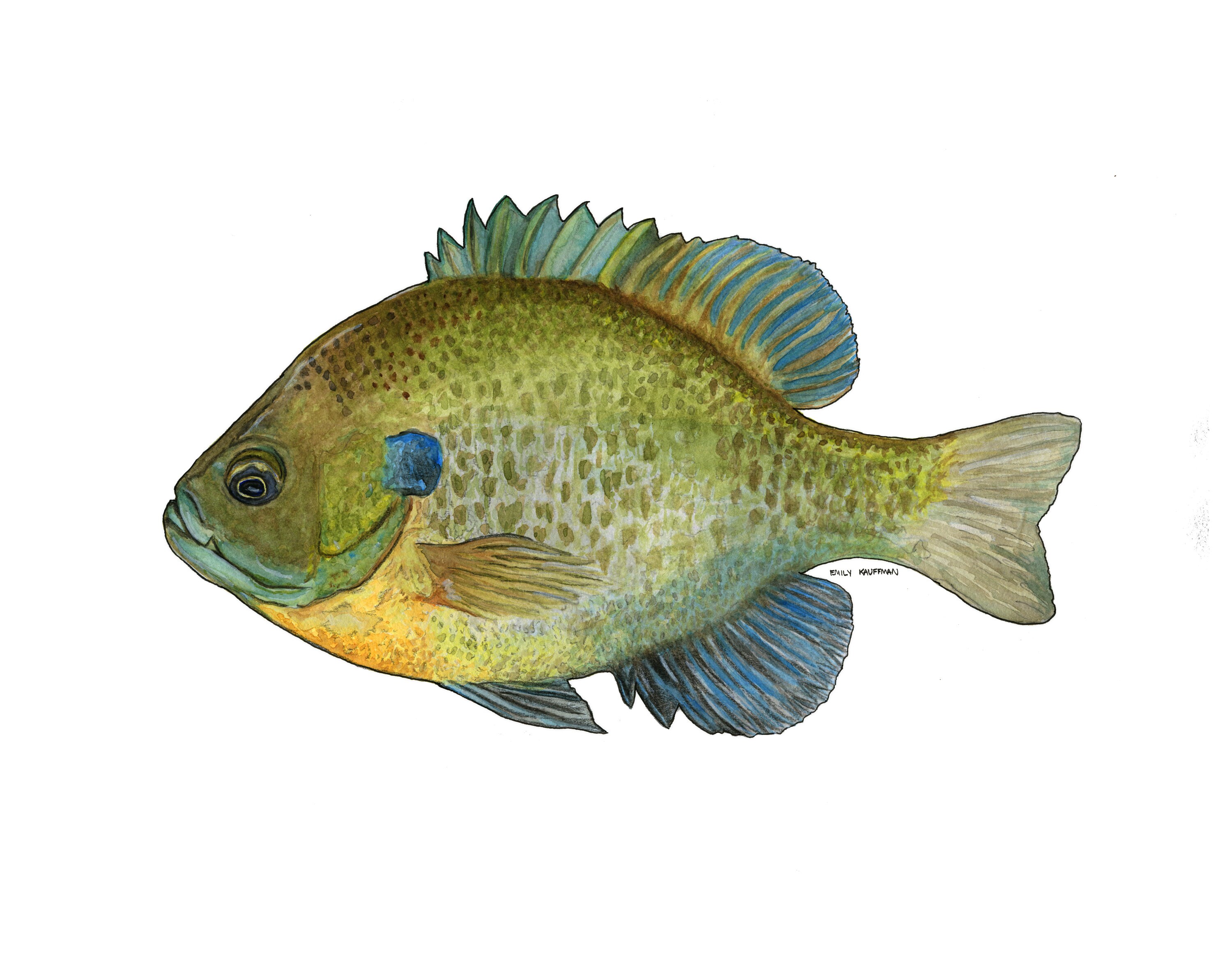 Bluegill Stickers - Etsy
