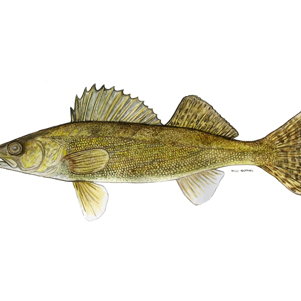 Walleye Painting - Etsy