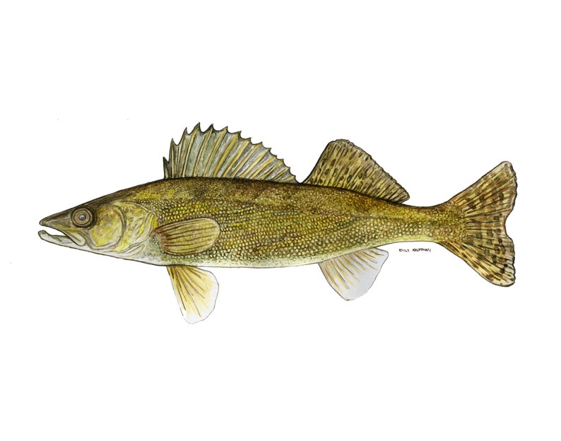 Walleye Watercolor - Etsy