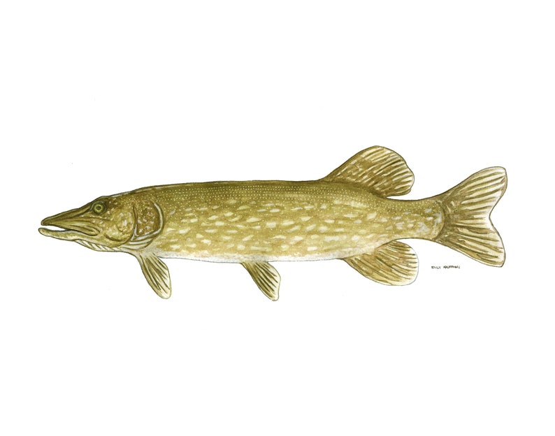 Northern Pike Stickers - Etsy