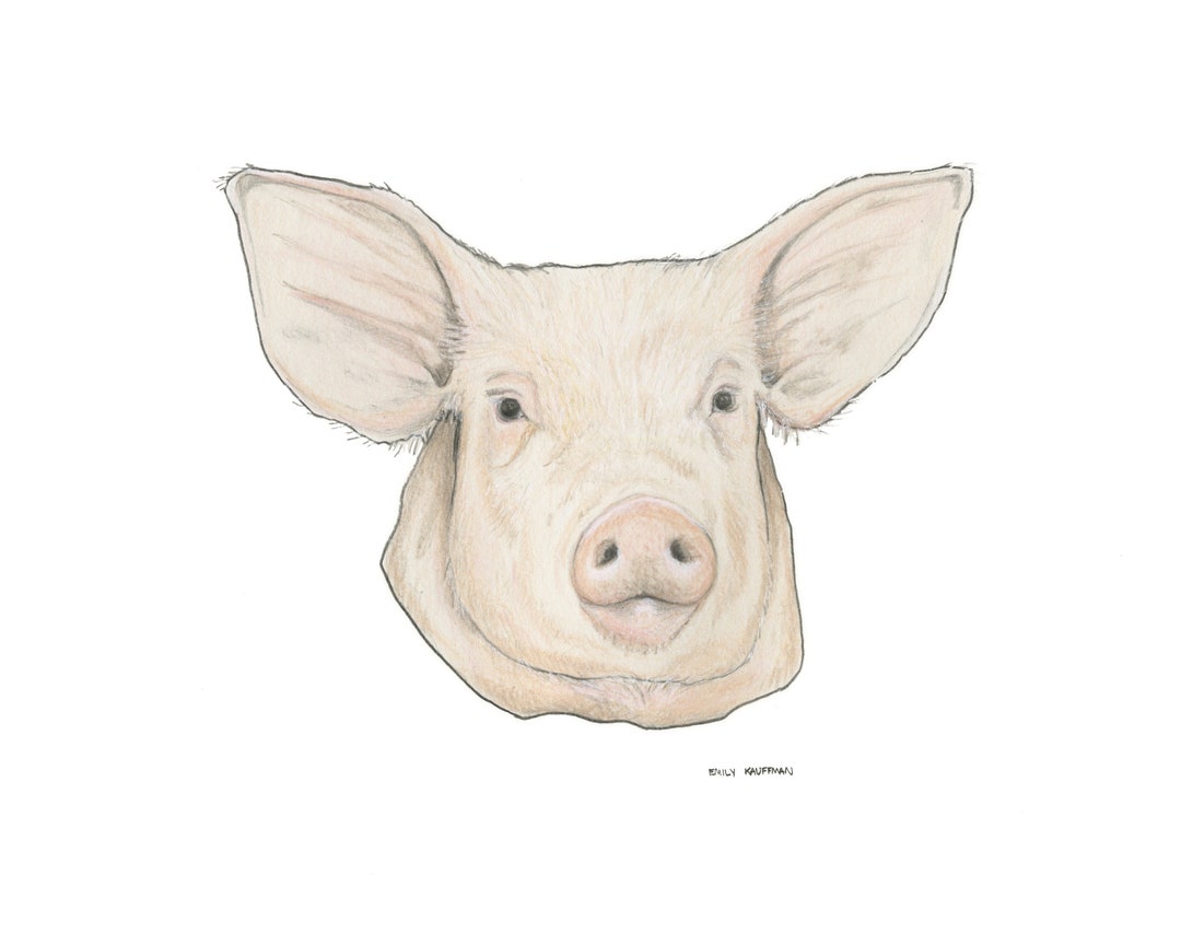 Pig Colored Pencil Drawing - Etsy