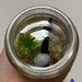 Fake Snail Aquarium - Etsy