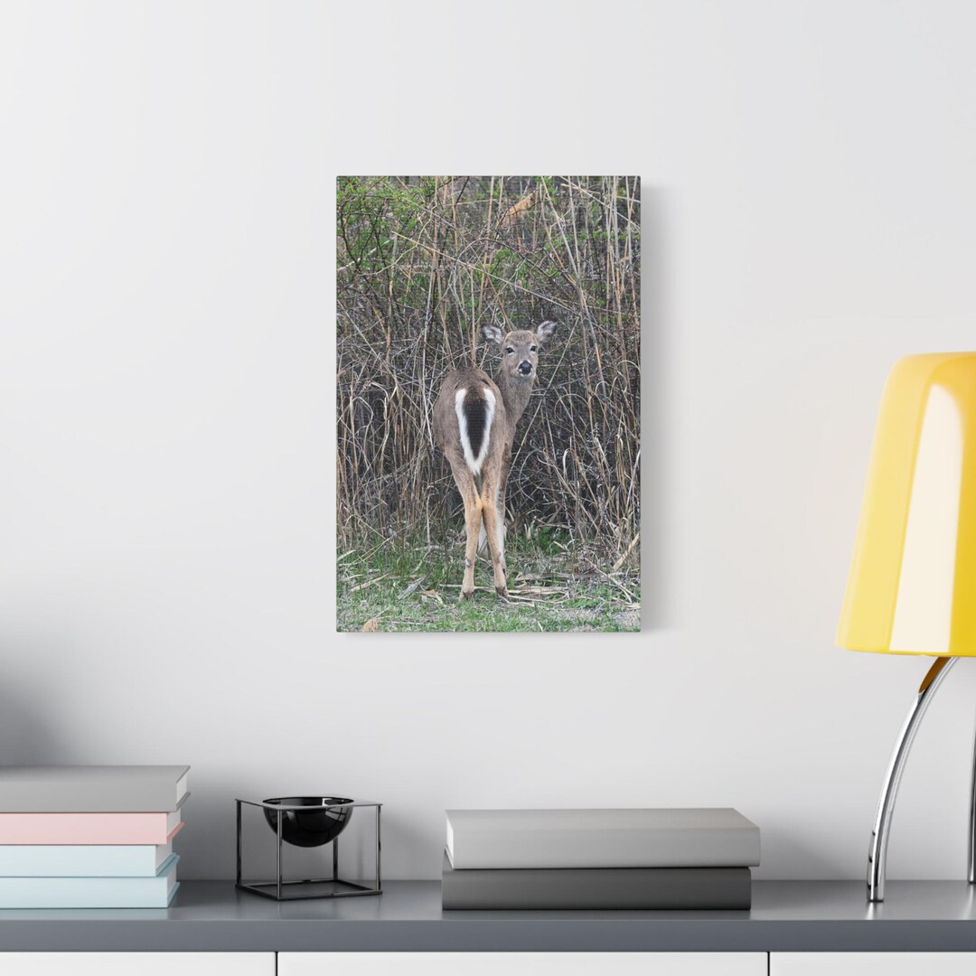 Canvas Wall Art, Deer Photograph Gallery Wrap, Multiple Sizes ...