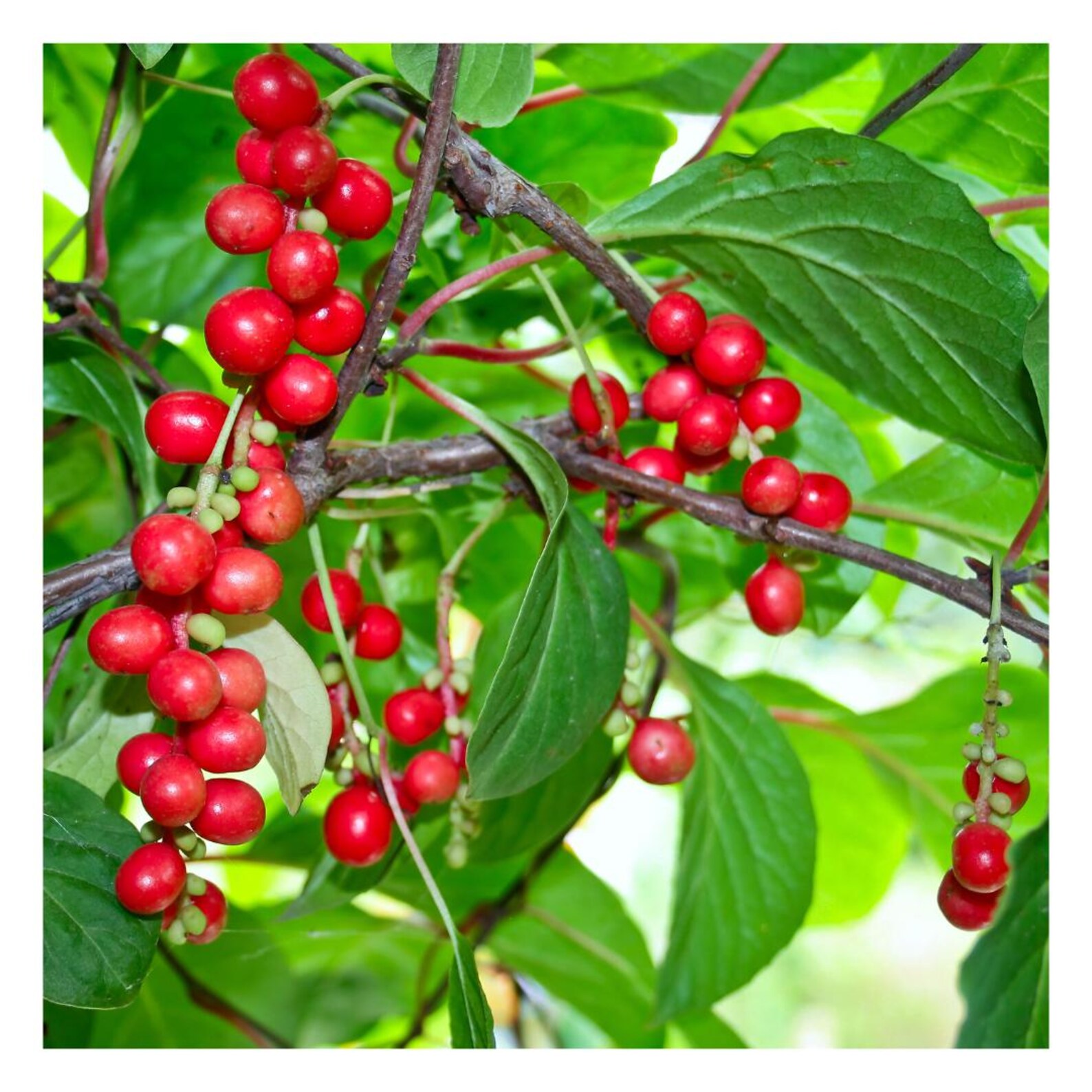 Schisandra Berry Capsules | Organic | Schisandra Chinensis | 600mg ...