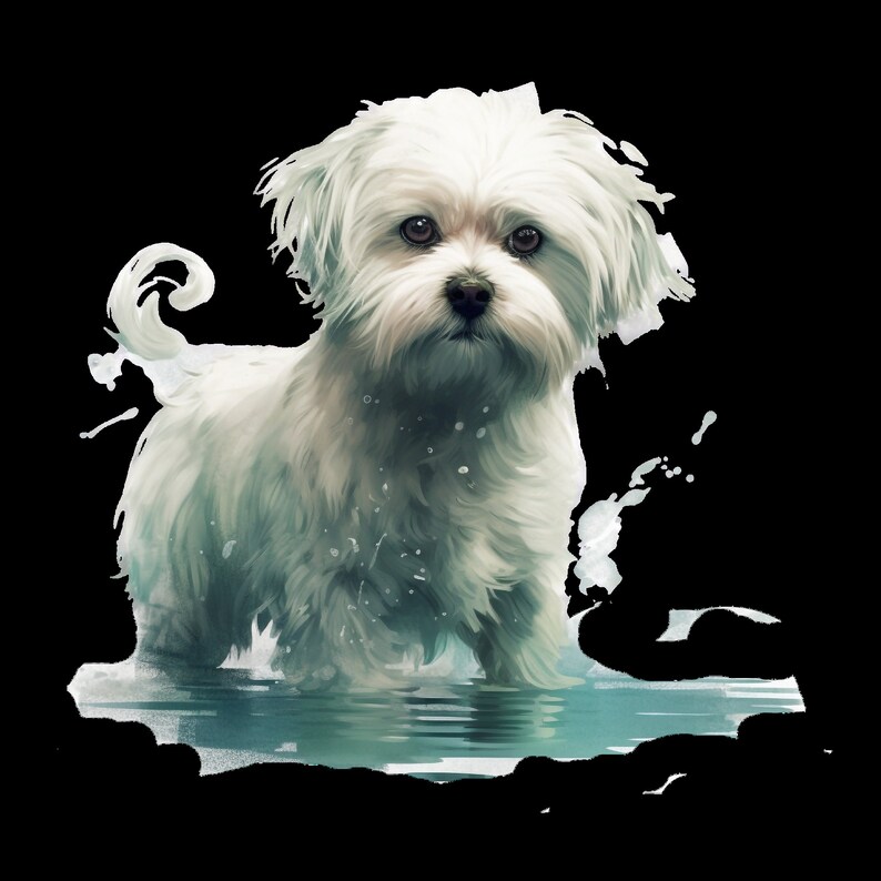Maltese Clipart 10 High Quality Pngs, Transparent Background, Digital ...