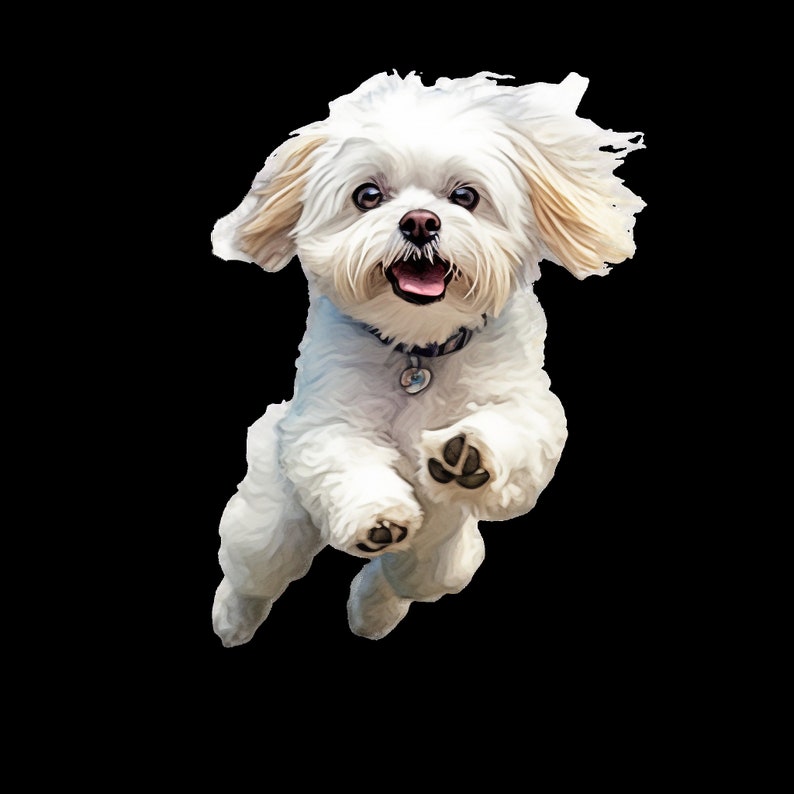 Maltese Clipart 10 High Quality Pngs, Transparent Background, Digital ...