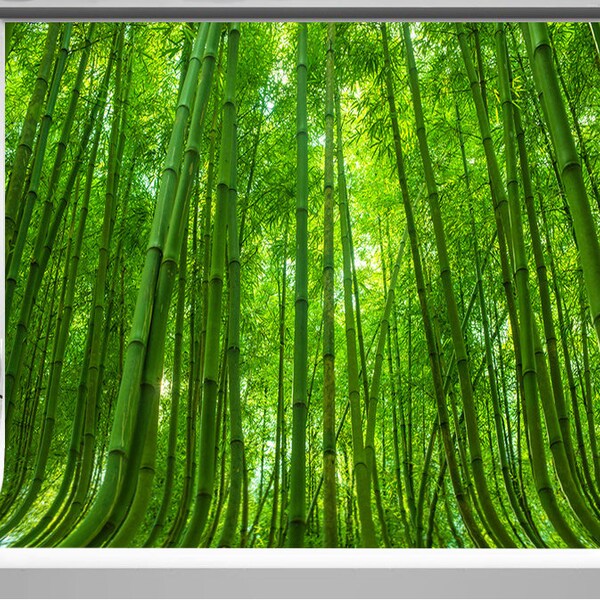 Bamboo Backdrop - Etsy