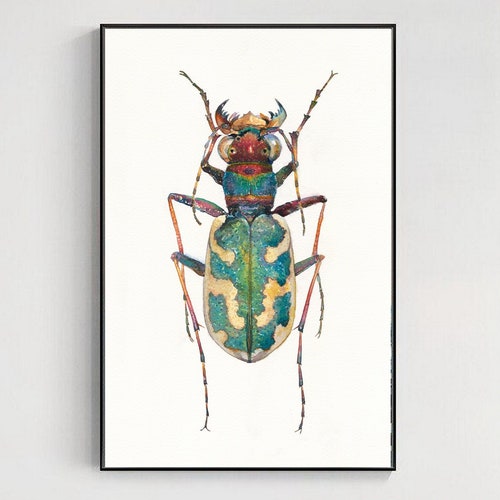 Large Beetle Wall Decor. Watercolor Giclee Print. Bug Art - Etsy