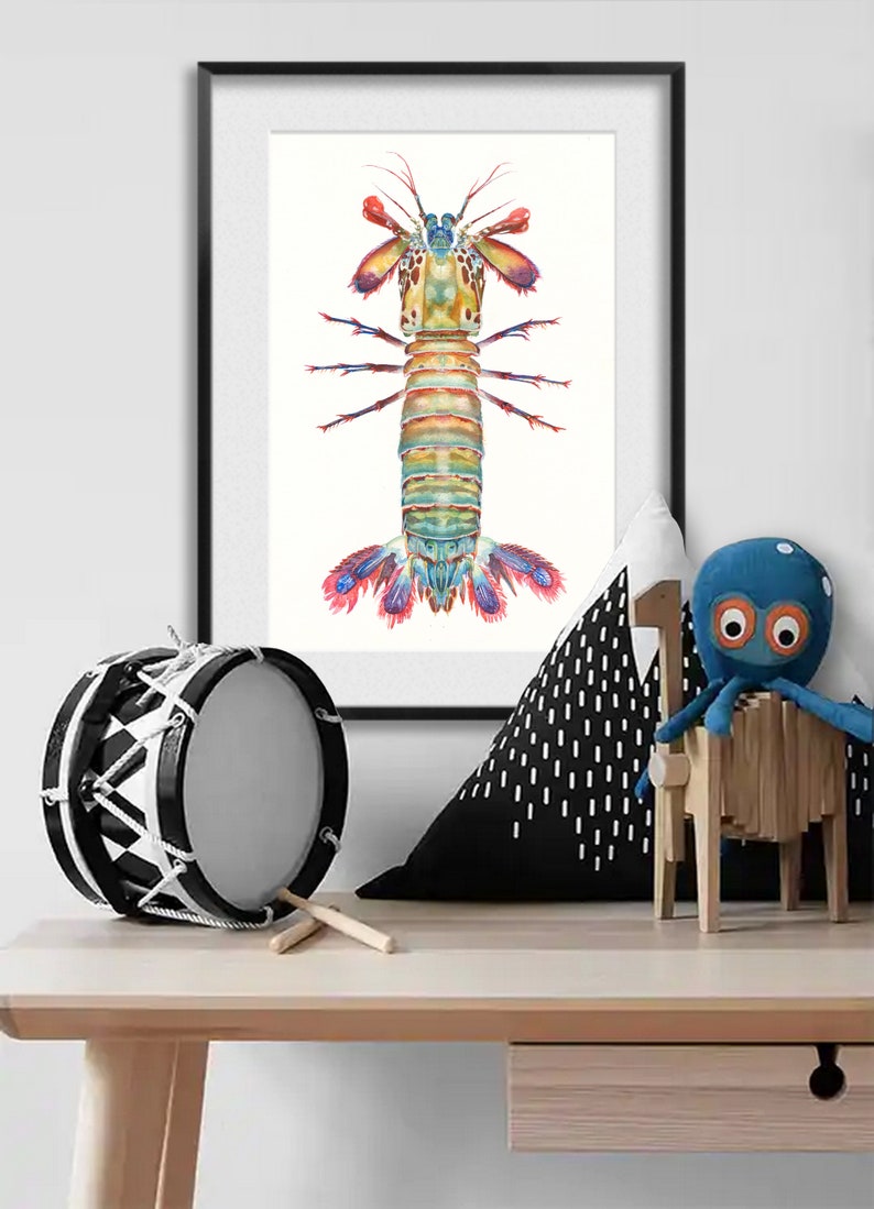 Mantis Shrimp Wall Art. Watercolor Giclee Print. Sea Life Wall | Etsy