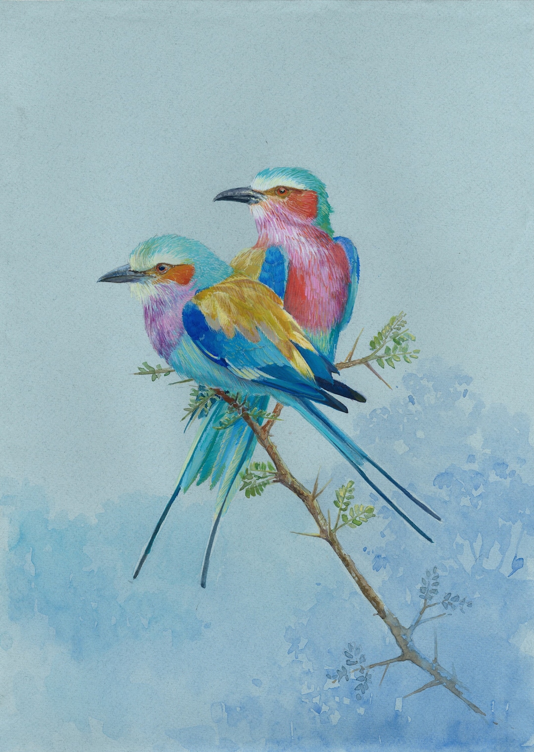 Lilac Breasted Roller Print: Love Birds Watercolor Giclée Art - Etsy
