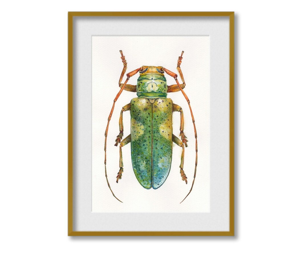 Beetle Art Print. Watercolor Bug. Insect Wall Decor. Insect - Etsy