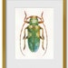 Beetle Art Print. Watercolor Bug. Insect Wall Decor. Insect - Etsy