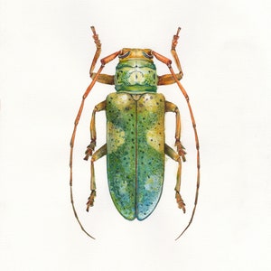 Beetle Art Print. Watercolor Bug. Insect Wall Decor. Insect ...