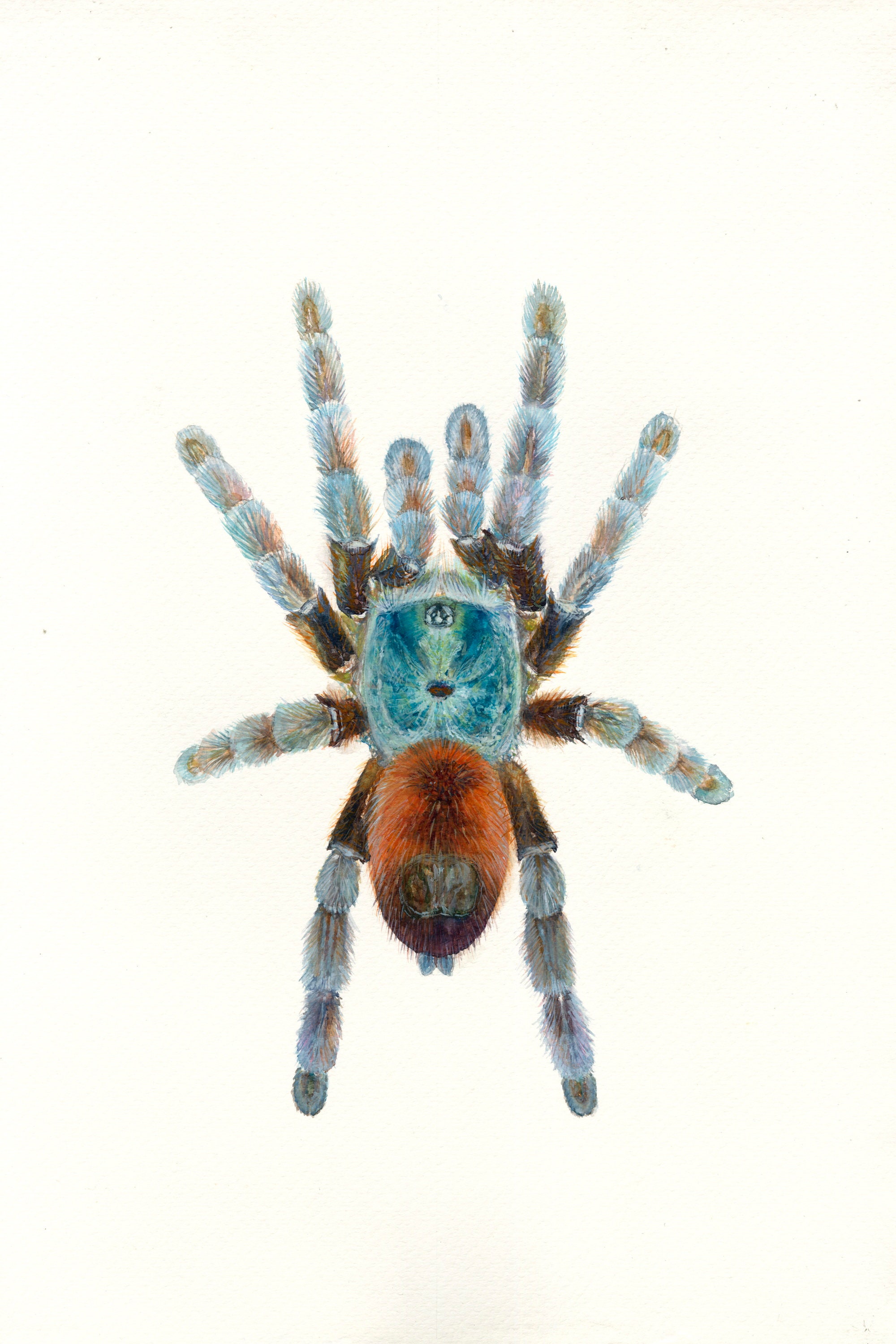 Tarantula Spider Art Print From an Original Watercolor Painting. Spider ...