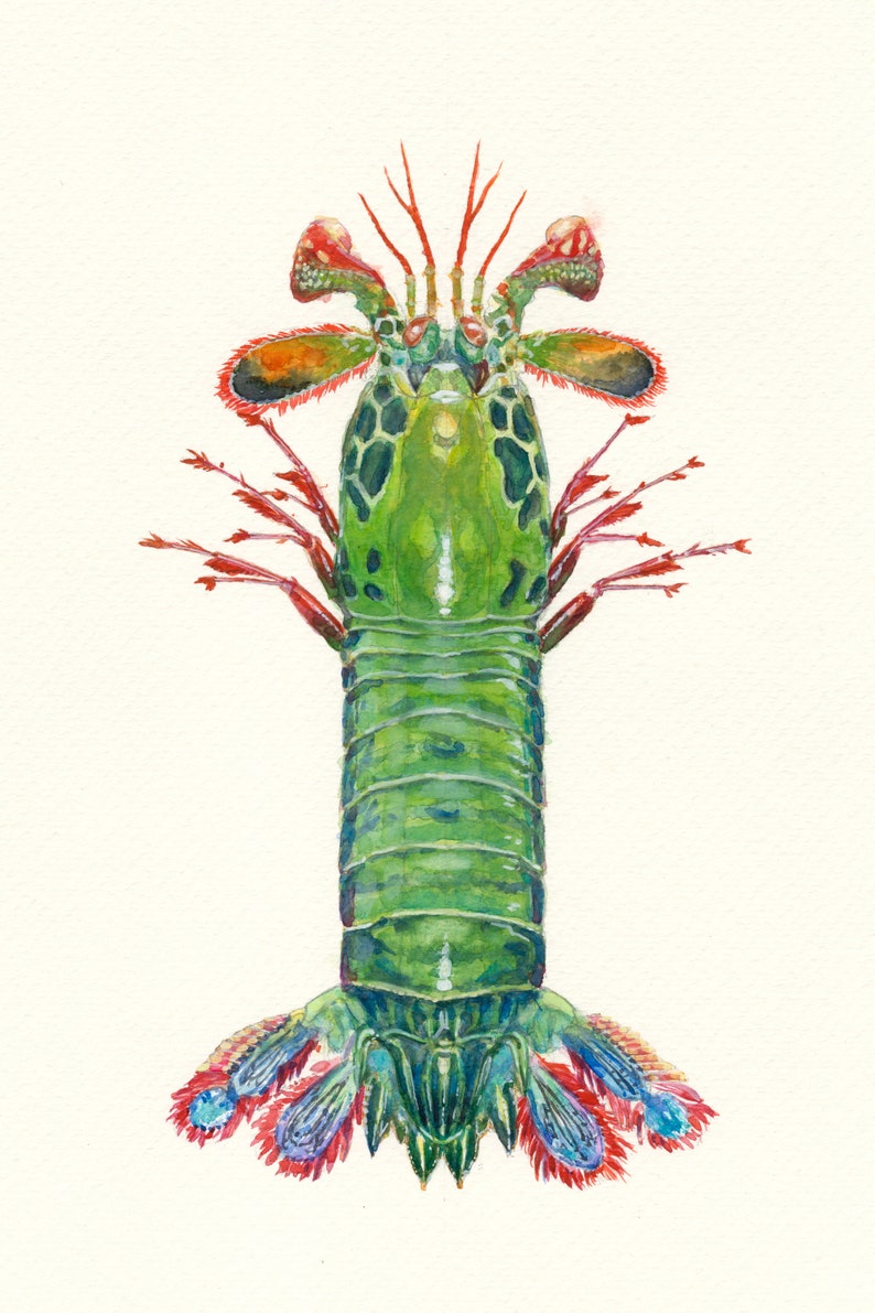 Mantis Shrimp Watercolor Giclee Print: Sea Life Wall Art - Etsy
