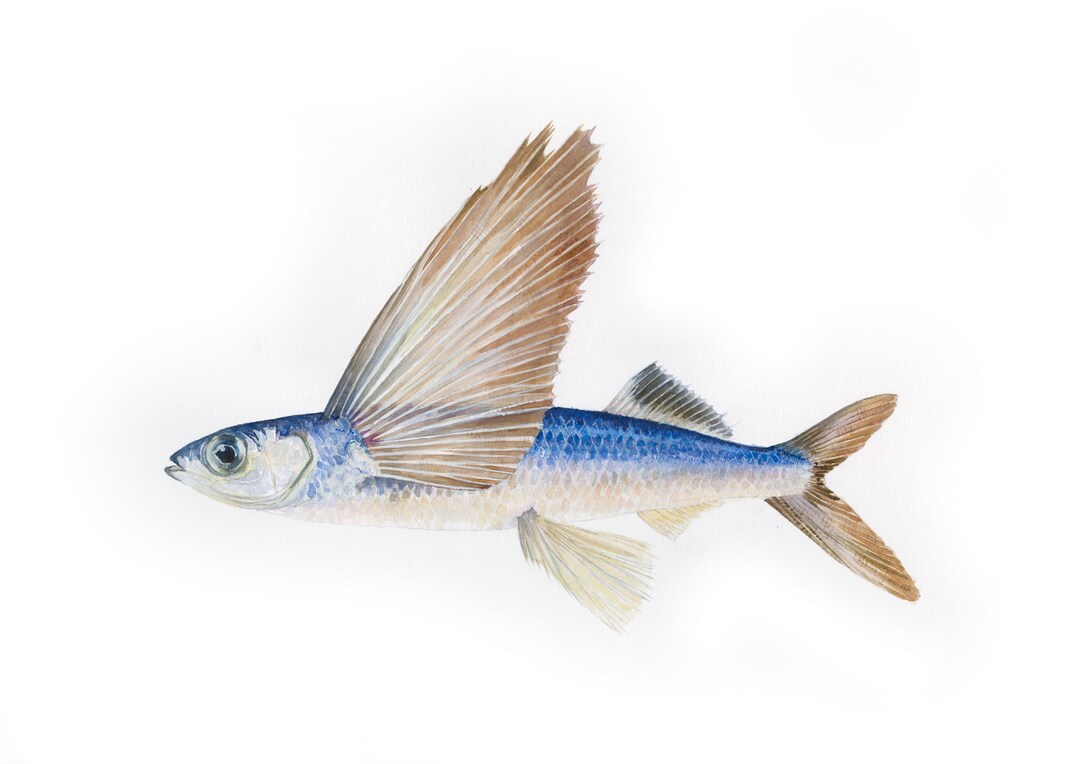 Flying Fish Art Print From an Original Watercolor Painting. Fishing Print Marine Ray-finned Fish ...