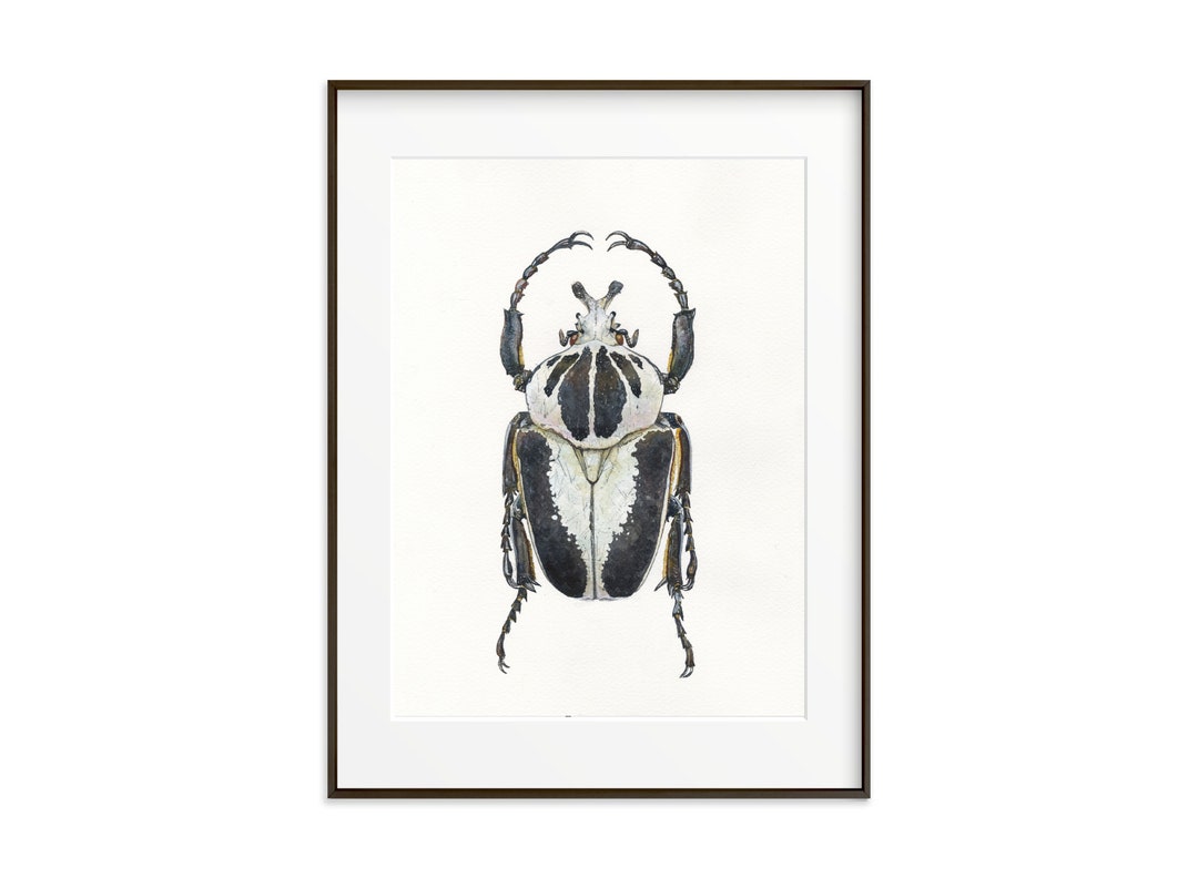 Beetle Wall Art. Giclee Print. Watercolor Bug. Insect Illustration ...