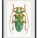Beetle Art Print. Watercolor Bug. Insect Wall Decor. Insect - Etsy