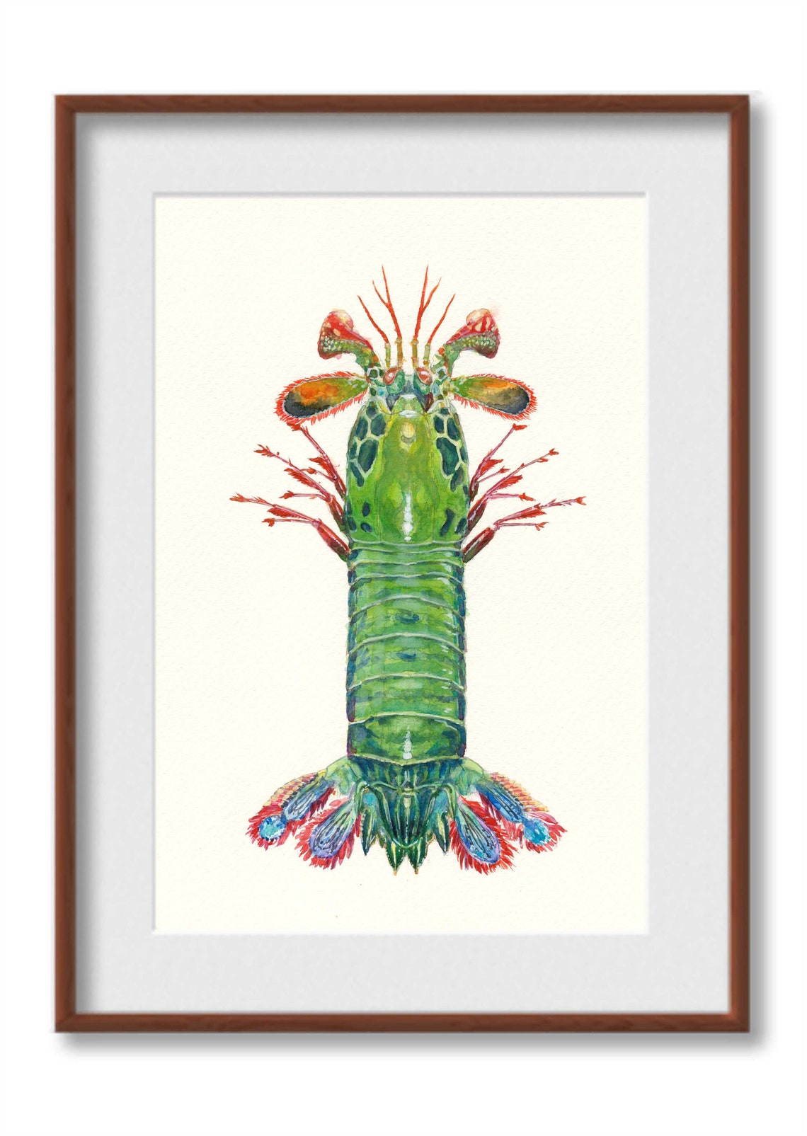 Mantis Shrimp Watercolor Giclee Print: Sea Life Wall Art - Etsy