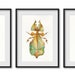Beetles Set of 3. Watercolor Art Prints. Insects Wall Decor. Insects ...