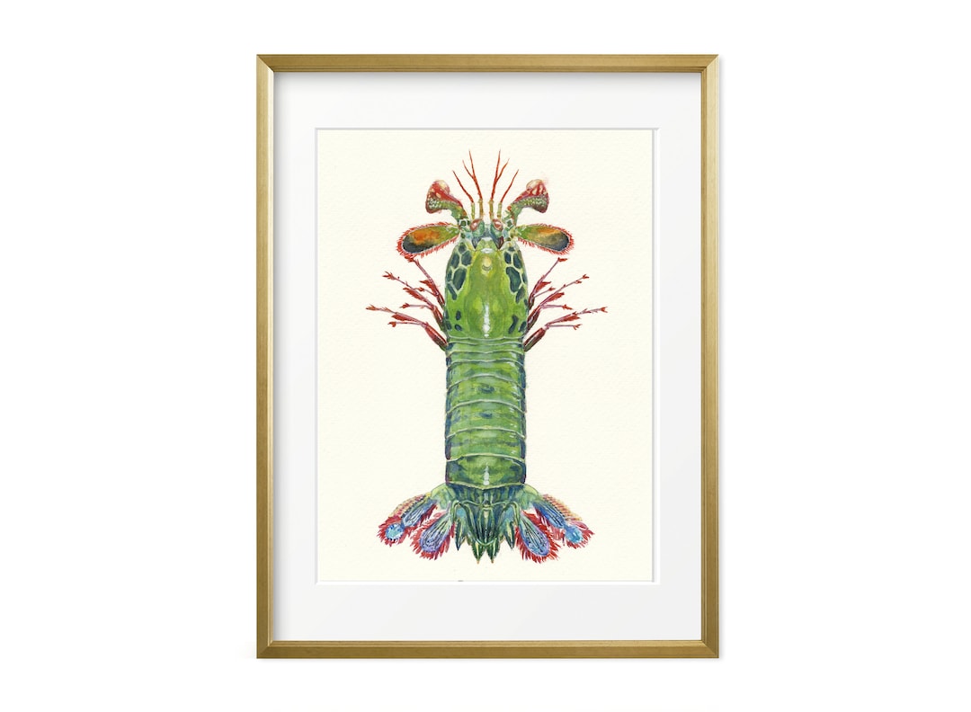 Mantis Shrimp Watercolor Giclee Print: Sea Life Wall Art - Etsy