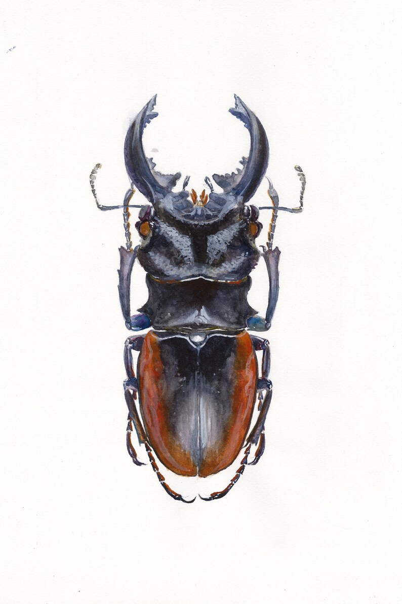 Stag Beetle Art Print. Watercolor Bug. Large Insect Wall - Etsy