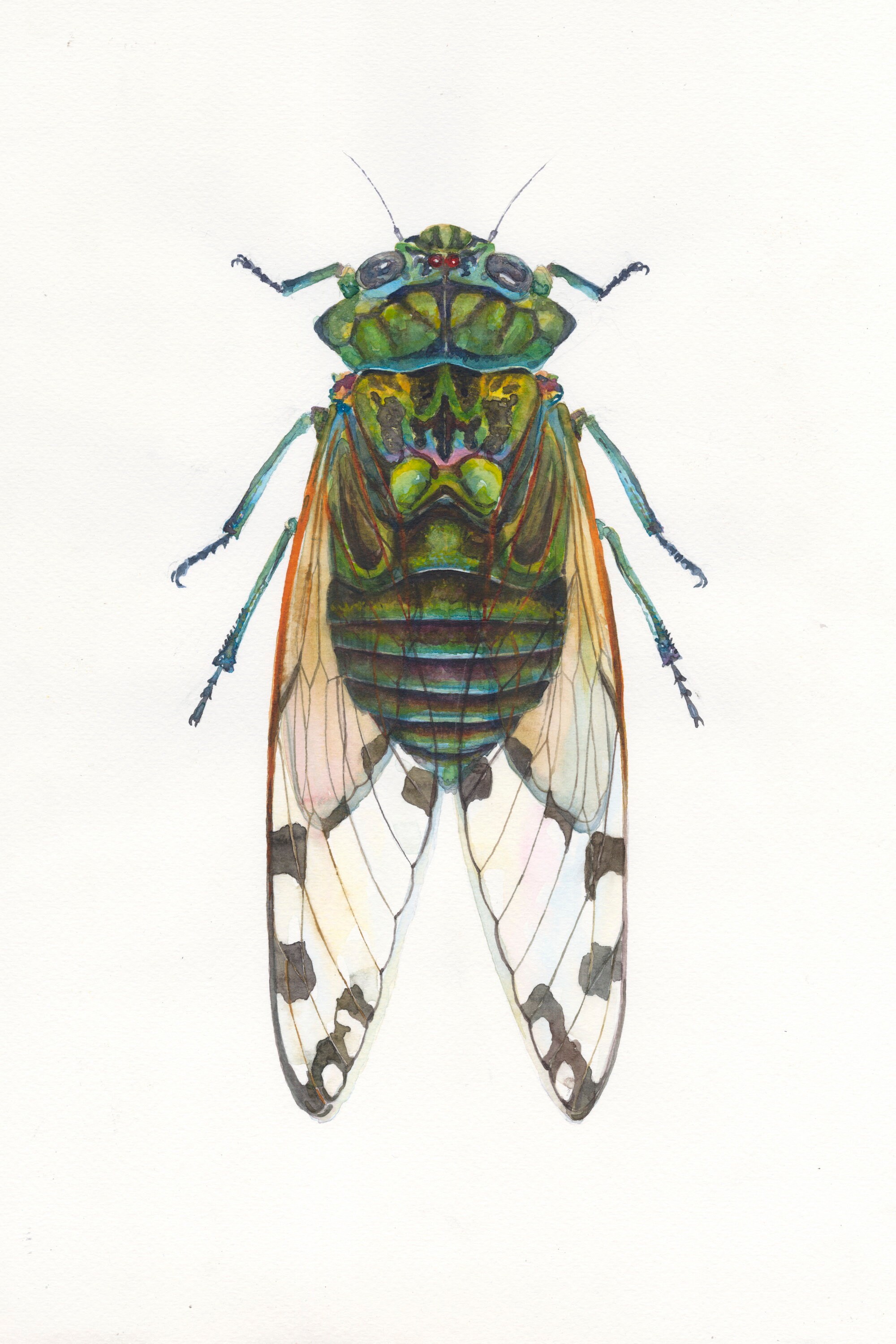 Cicada Art Print. Watercolor Painting Large Insect Wall Decor. - Etsy