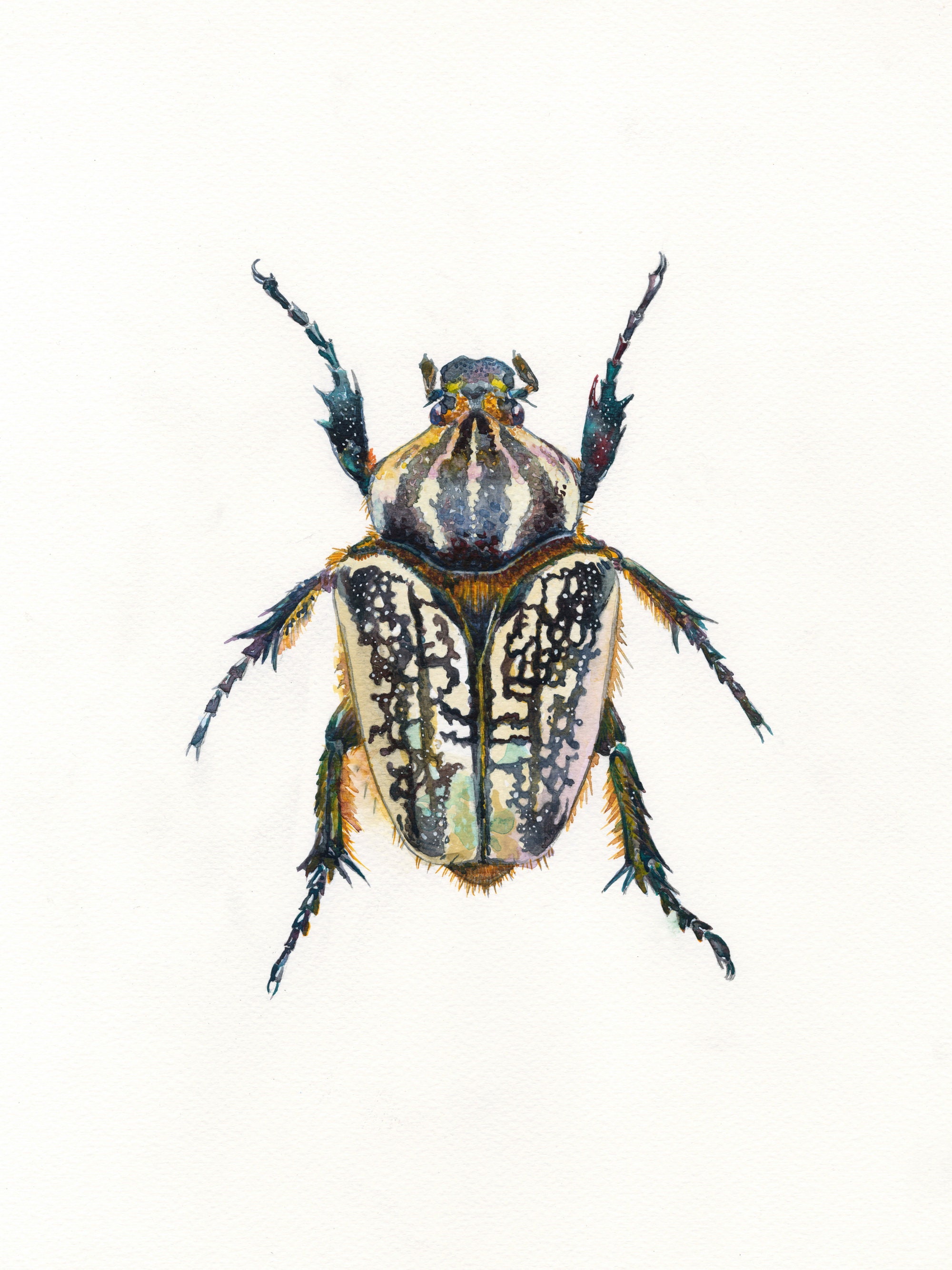 Beetles Art Prints Set van 6. Aquarel Bugs. Insecten Wall - Etsy Nederland