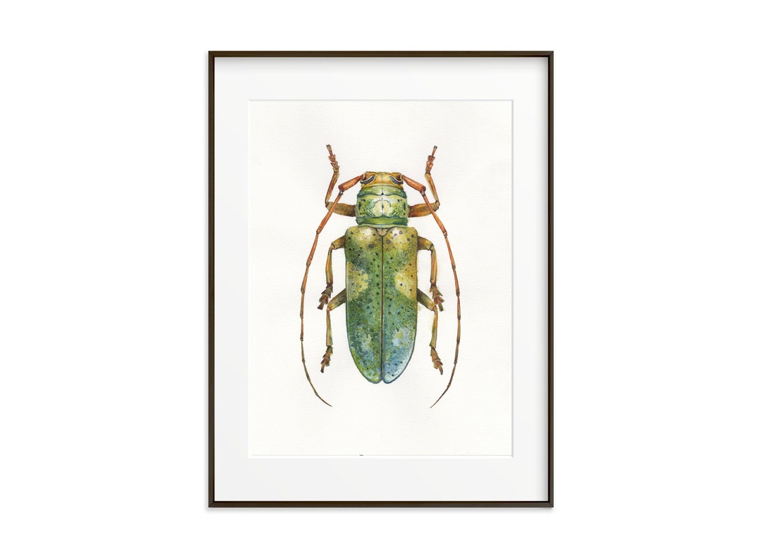 Beetle Art Print. Watercolor Bug. Insect Wall Decor. Insect ...