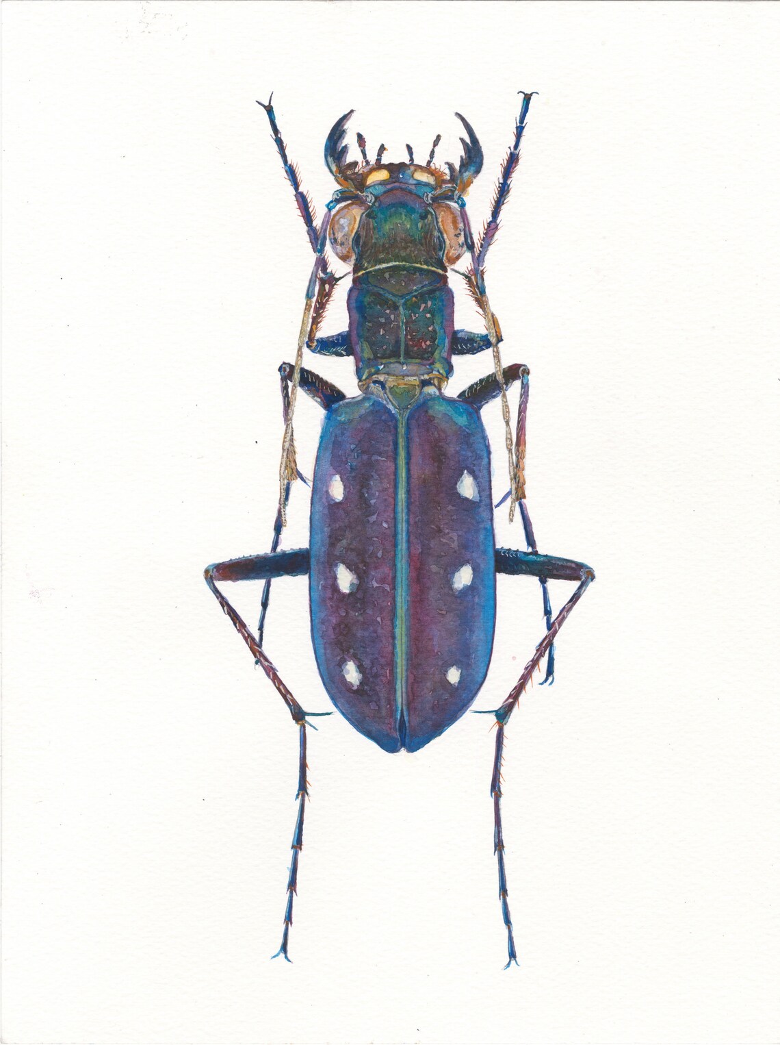 Beetles Set of 3. Watercolor Art Prints. Insects Wall Decor. | Etsy