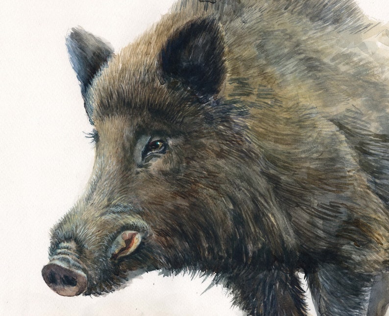 Wild Boar Original Watercolor Painting. Wildlife lover Wild | Etsy
