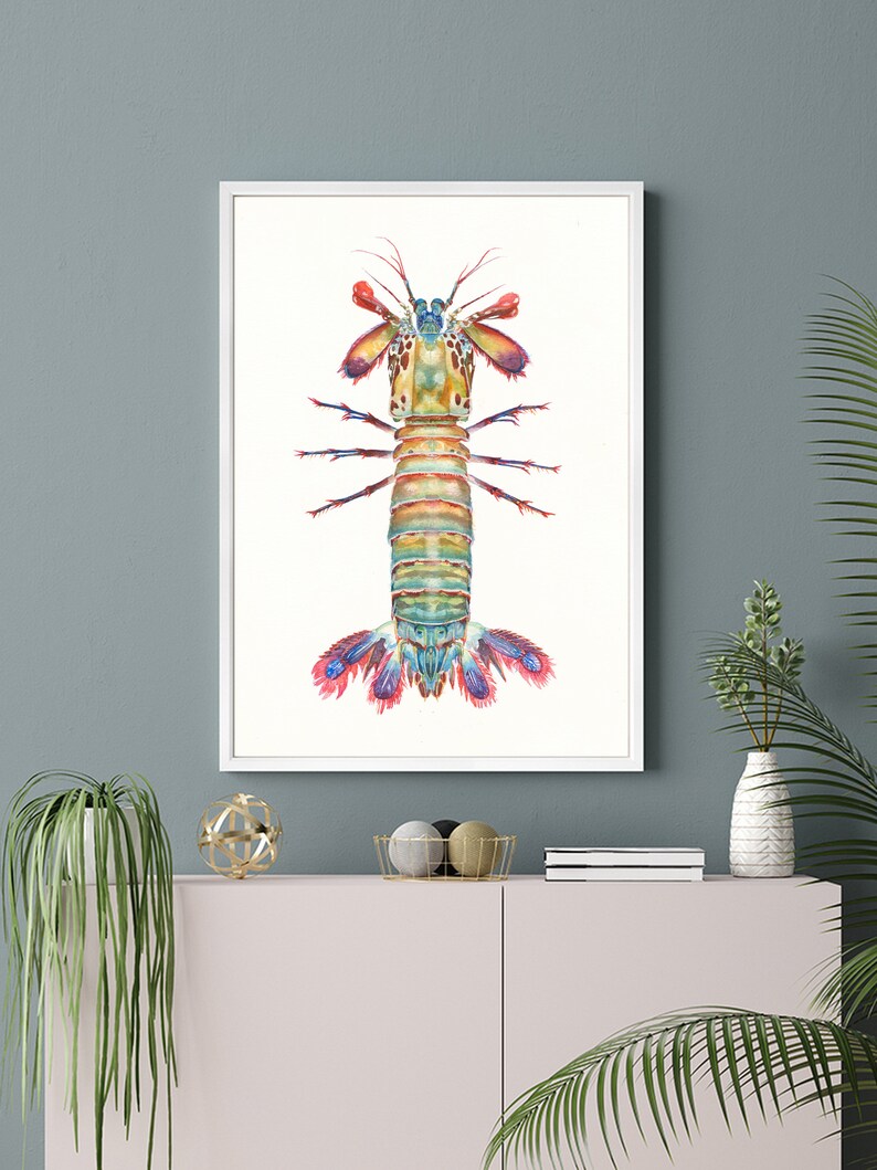 Mantis Shrimp Wall Art. Watercolor Giclee Print. Sea Life Wall - Etsy