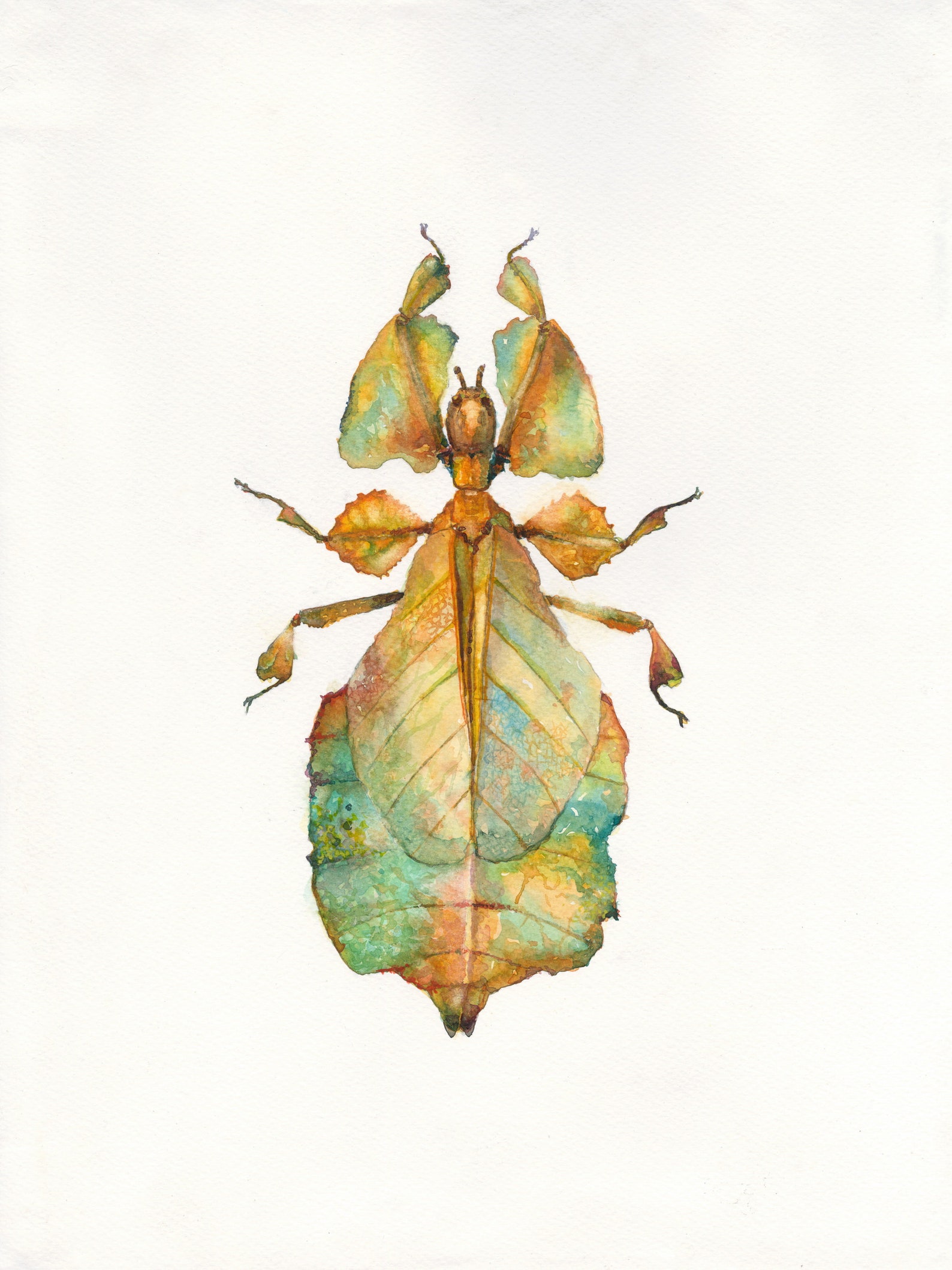 Insect Art Print. Watercolor Bug. Large Insect Wall Decor. - Etsy
