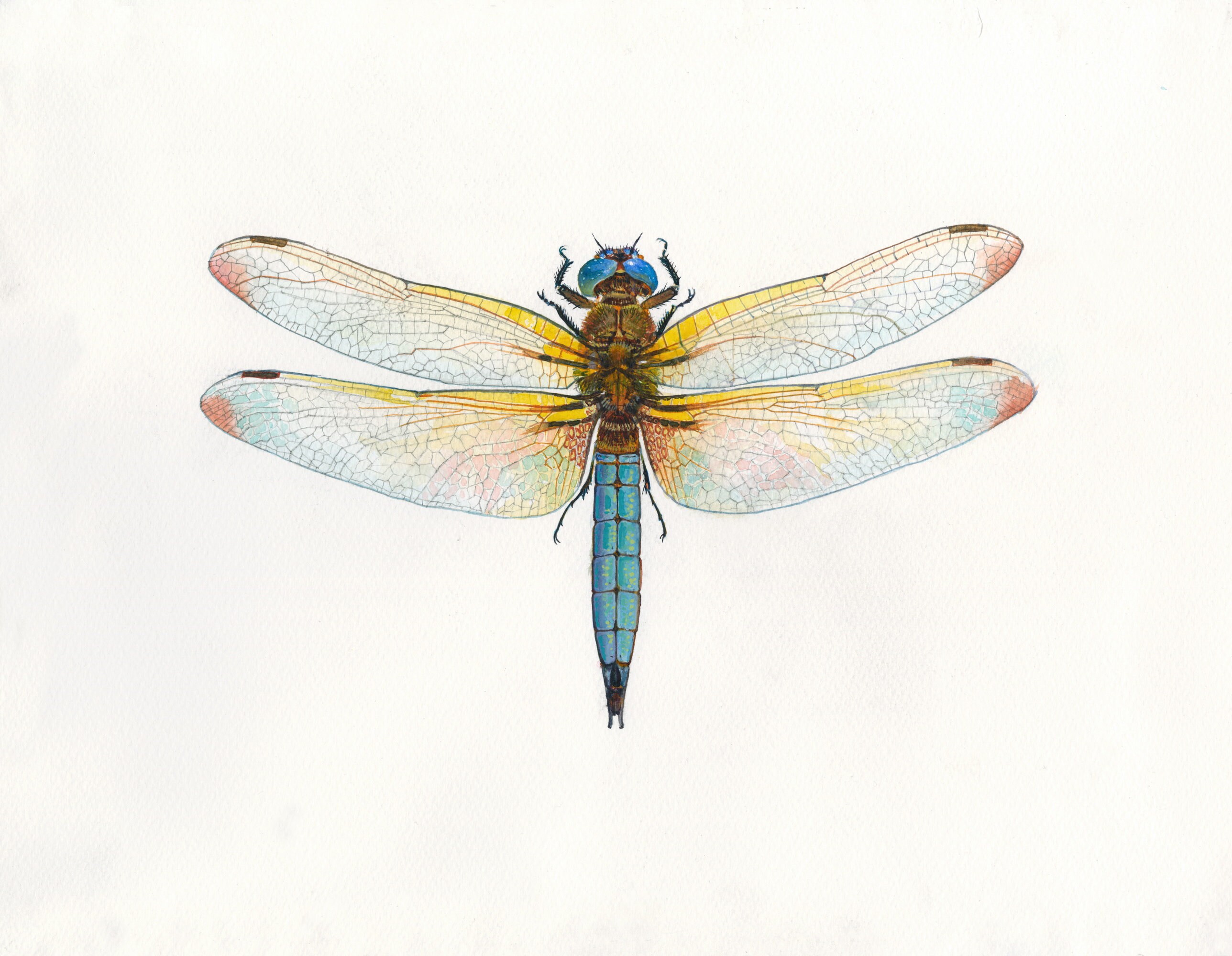 Dragonfly Art Print. Watercolor Insect. Nursery Wall Art | Etsy