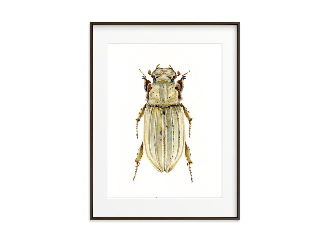Insect Art Print. Watercolor Bug. Large Insect Wall Decor. Insect ...
