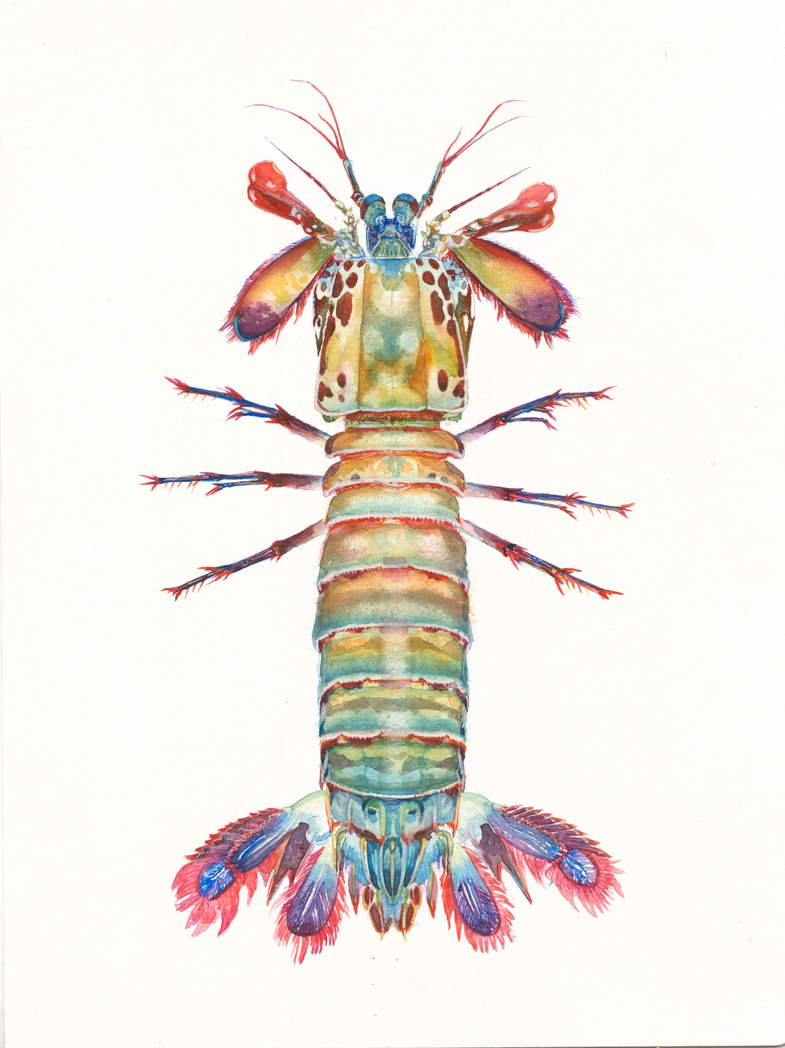 Mantis Shrimp Wall Art. Watercolor Giclee Print. Sea Life Wall - Etsy
