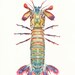 Mantis Shrimp Wall Art. Watercolor Giclee Print. Sea Life Wall - Etsy