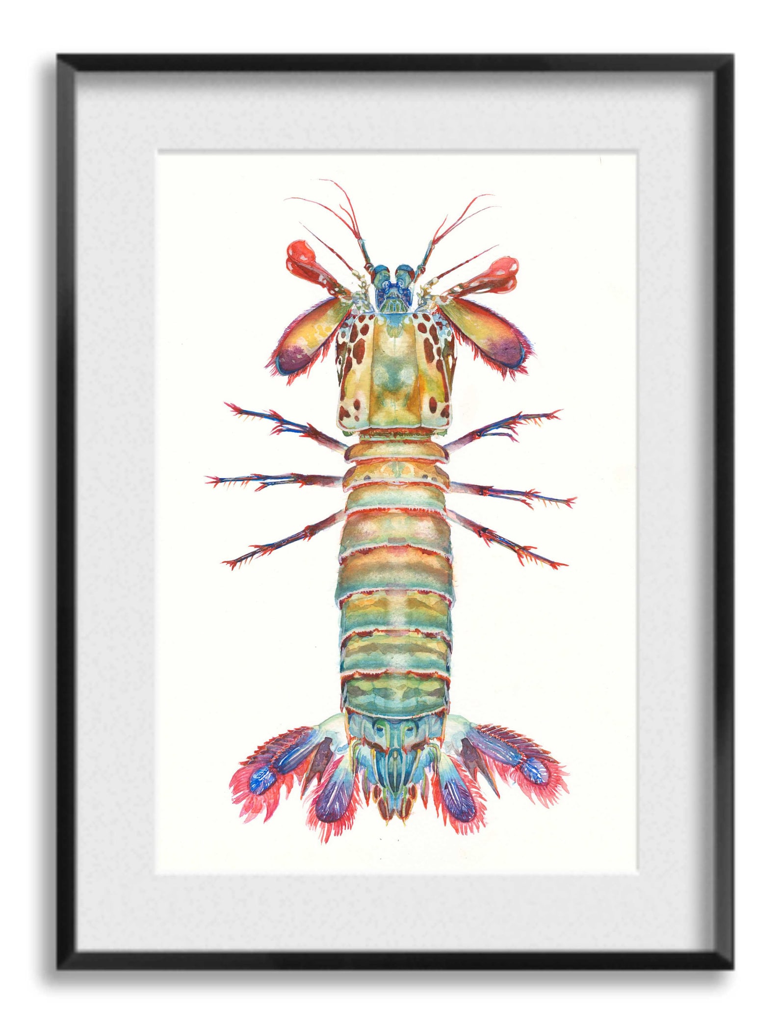 Mantis Shrimp Wall Art. Watercolor Giclee Print. Sea Life Wall | Etsy