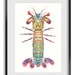 Mantis Shrimp Wall Art. Watercolor Giclee Print. Sea Life Wall - Etsy