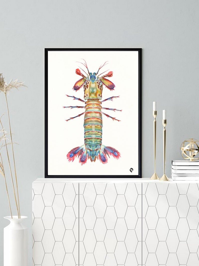 Mantis Shrimp Wall Art. Watercolor Giclee Print. Sea Life Wall | Etsy