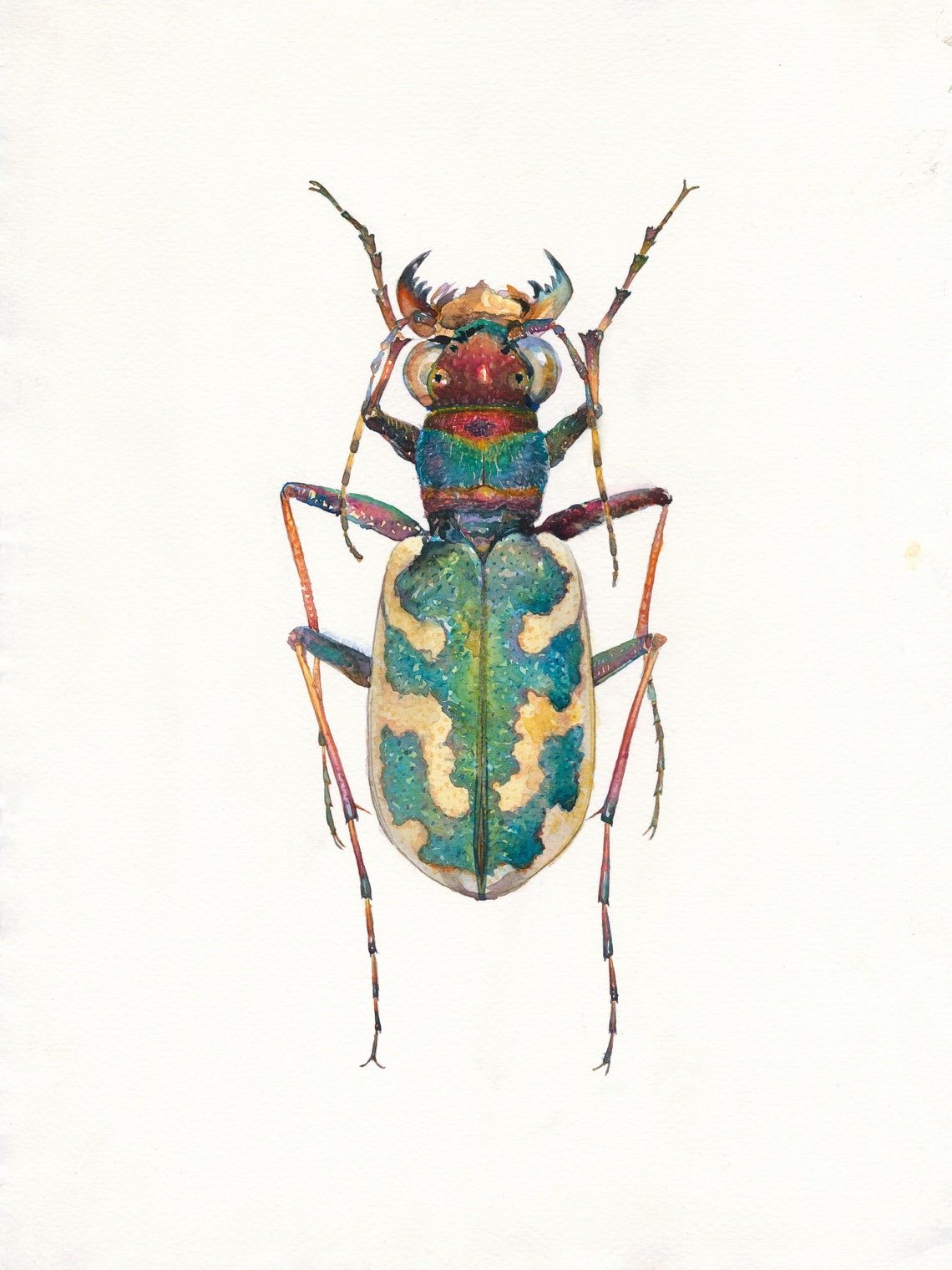 Beetles Art Prints Set of 6. Watercolor Bugs. Insects Wall | Etsy