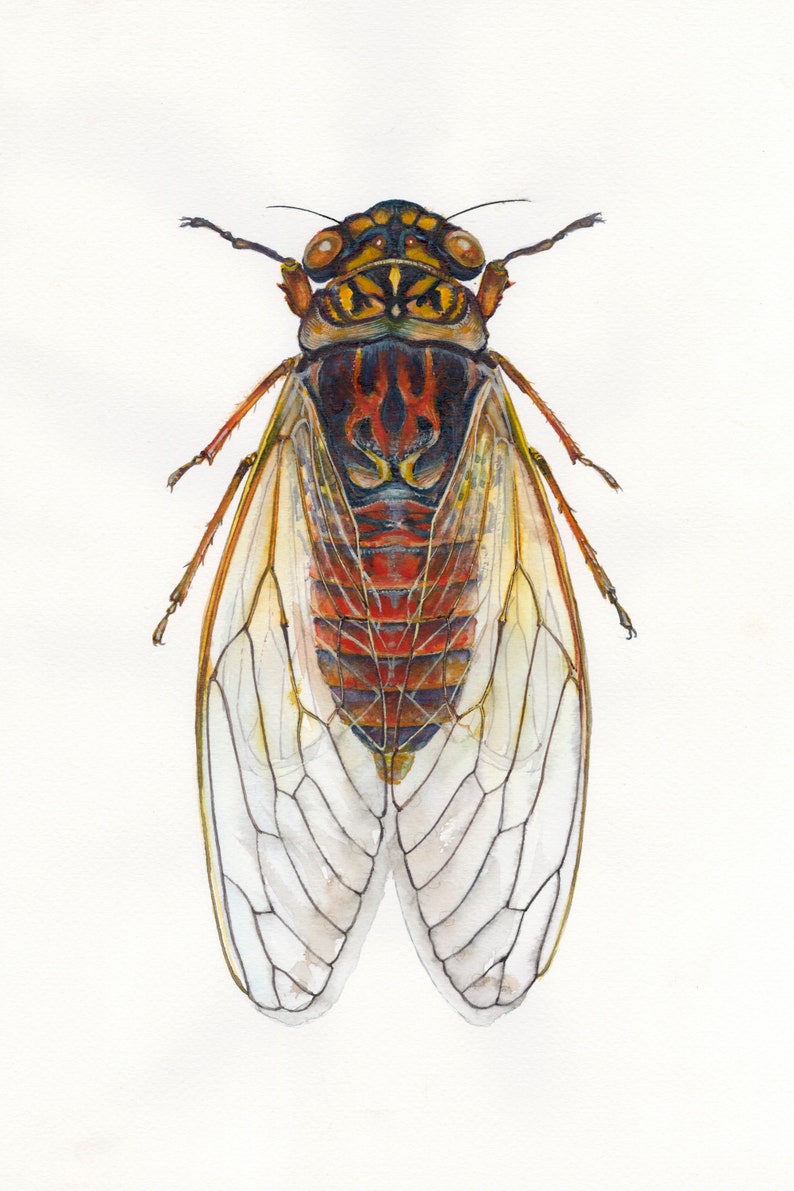 Cicada Set of 2 Art Prints From an Original Watercolour - Etsy
