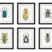 Beetles Art Prints Set of 6. Watercolor Bugs. Insects Wall - Etsy