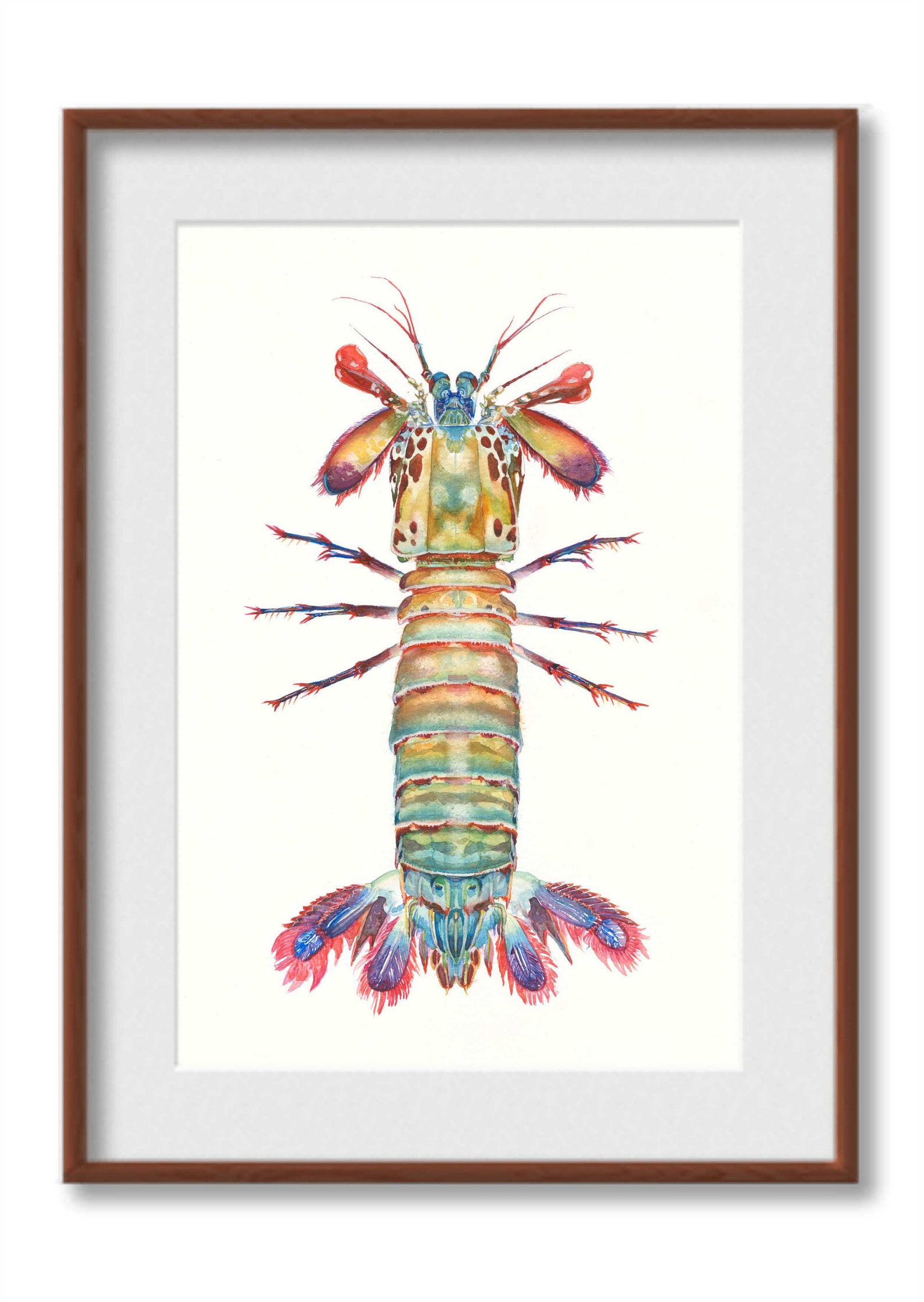 Mantis Shrimp Set of 3 Watercolor Giclee Prints. Sea Life Wall - Etsy