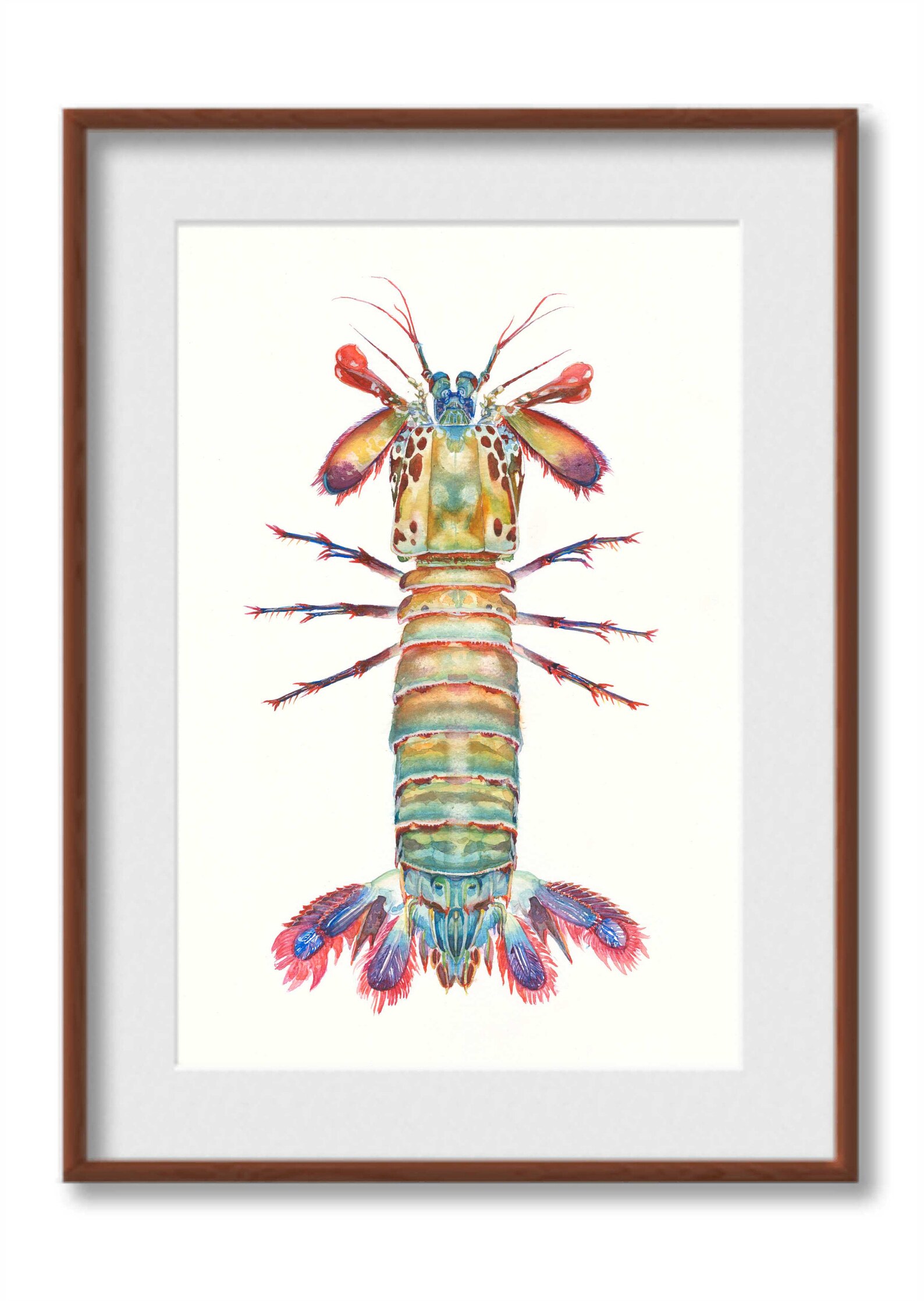 Mantis Shrimp Wall Art. Watercolor Giclee Print. Sea Life Wall - Etsy