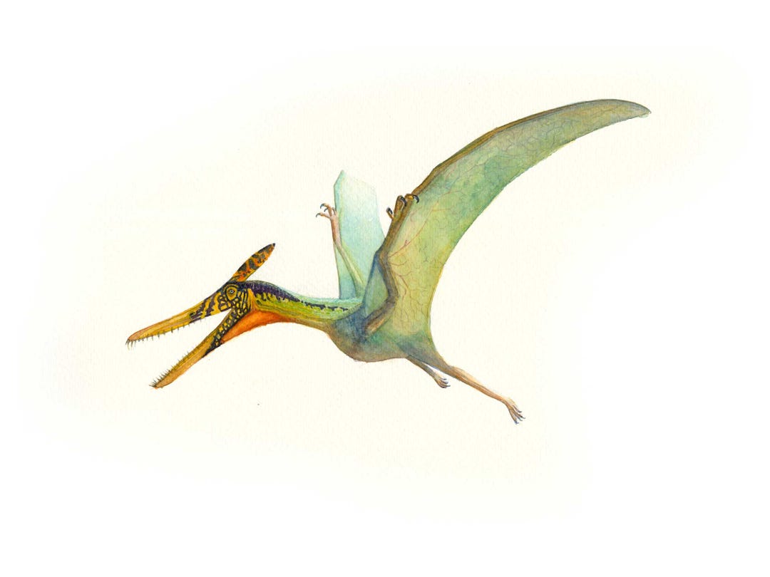 Pterodactyl Watercolor Painting. Dinosaur Art Print. Dino Nursery Decor ...