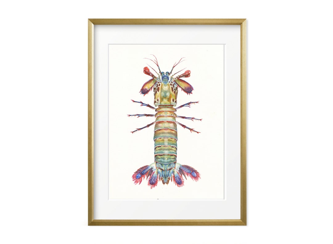 Mantis Shrimp Wall Art. Watercolor Giclee Print. Sea Life Wall Decor ...