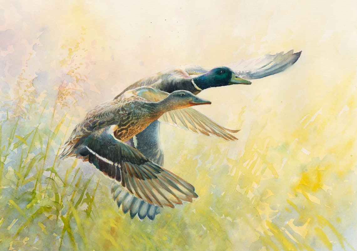 Wild Ducks Watercolor Original Painting. Wild Ducks Gift Wild - Etsy