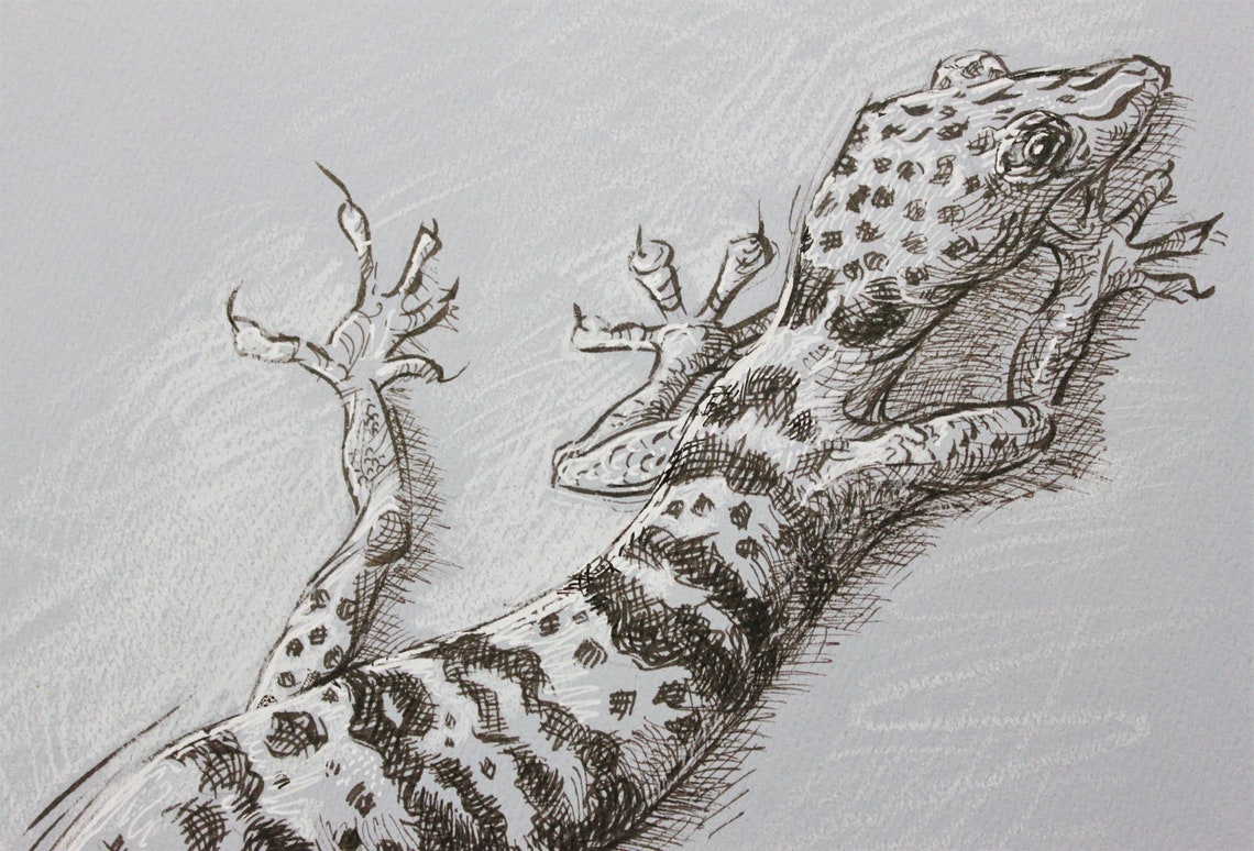 Gecko Drawing Original Artwork Lizard Art Reptile Art - Etsy